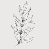 Ashley Schaefer – Technical Communicator